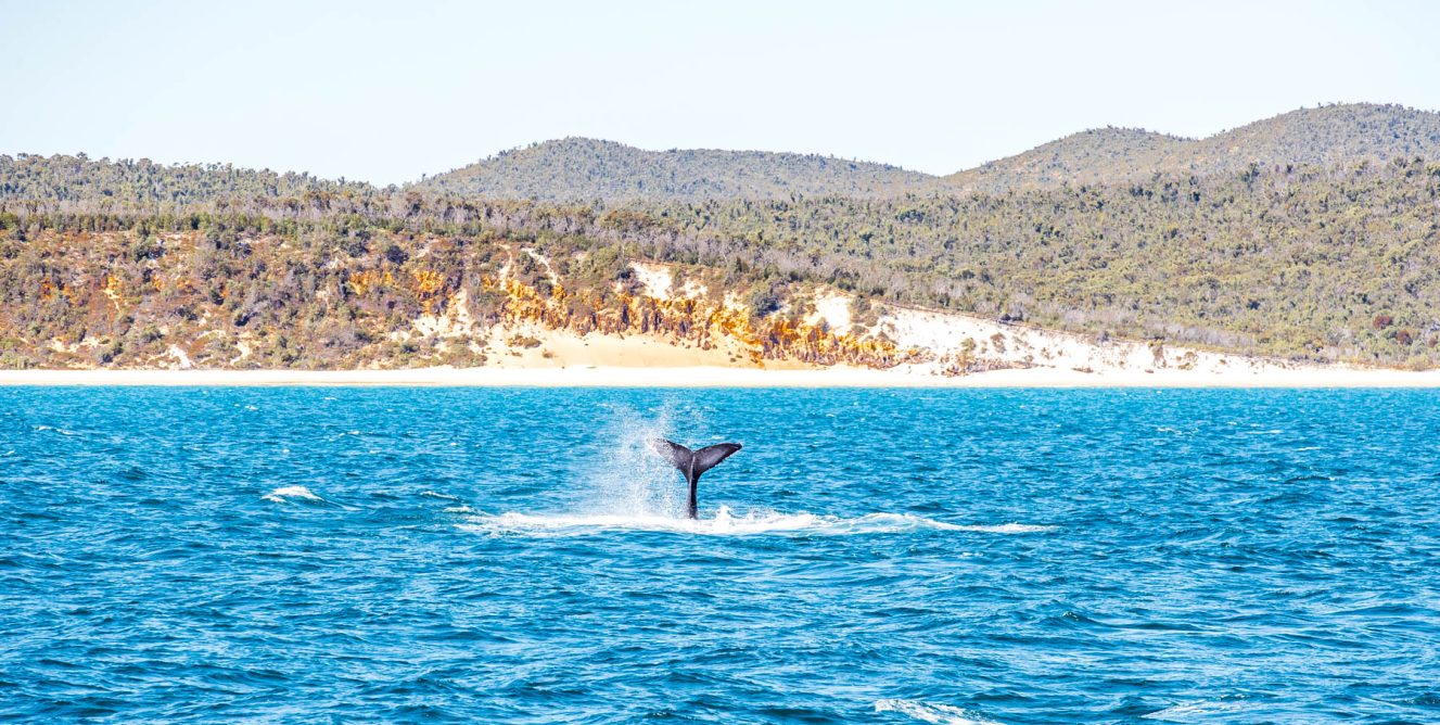 Platypus Bay | Visit Fraser Coast