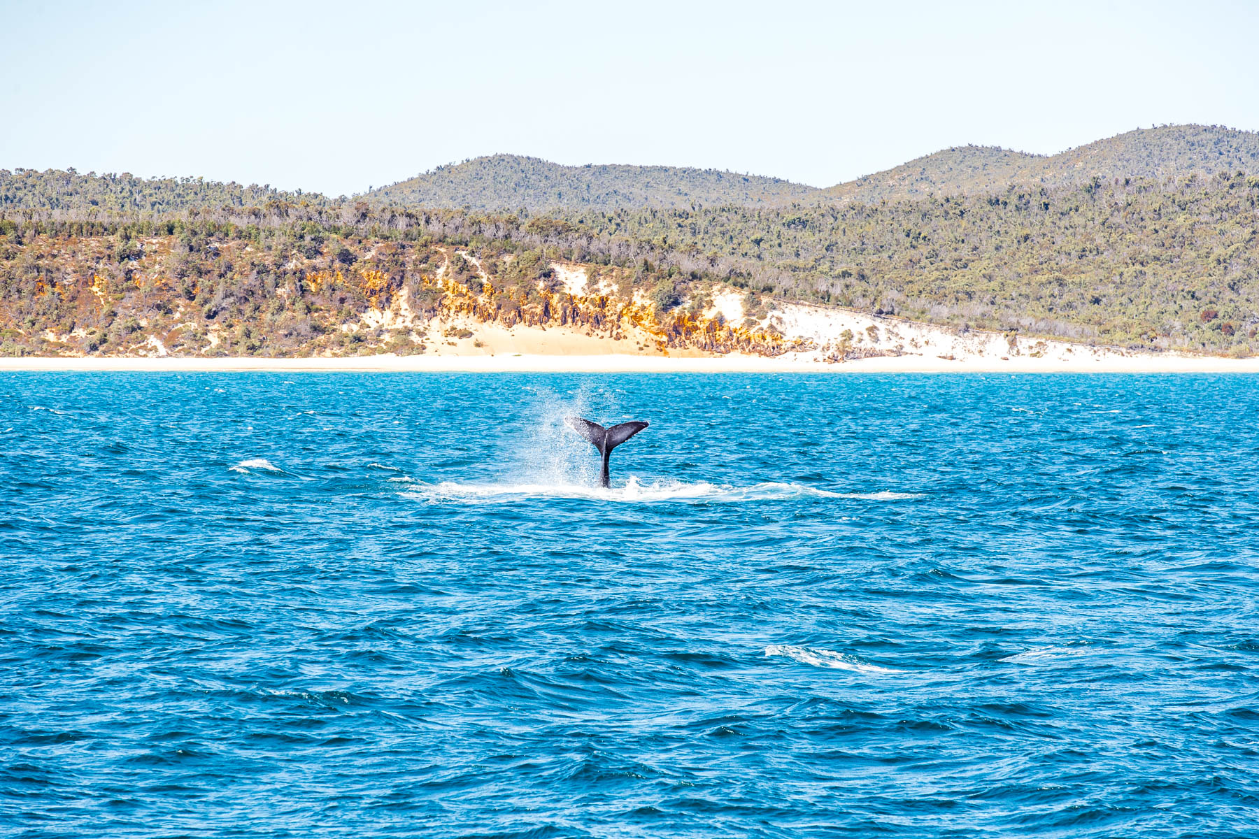Platypus Bay | Visit Fraser Coast
