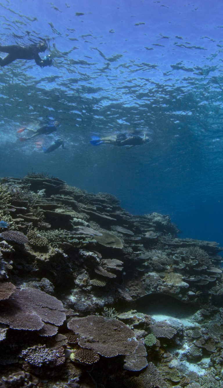Lady Musgrave Island | Visit Fraser Coast