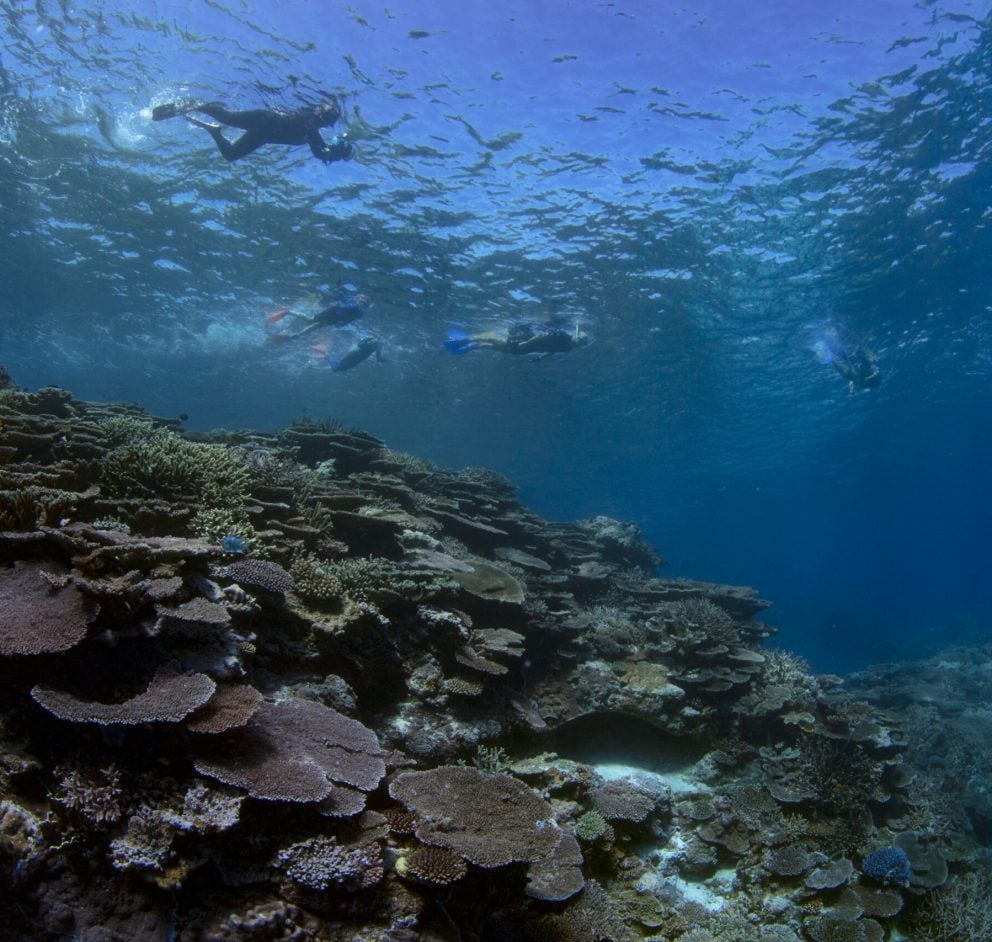 Lady Musgrave Island | Visit Fraser Coast