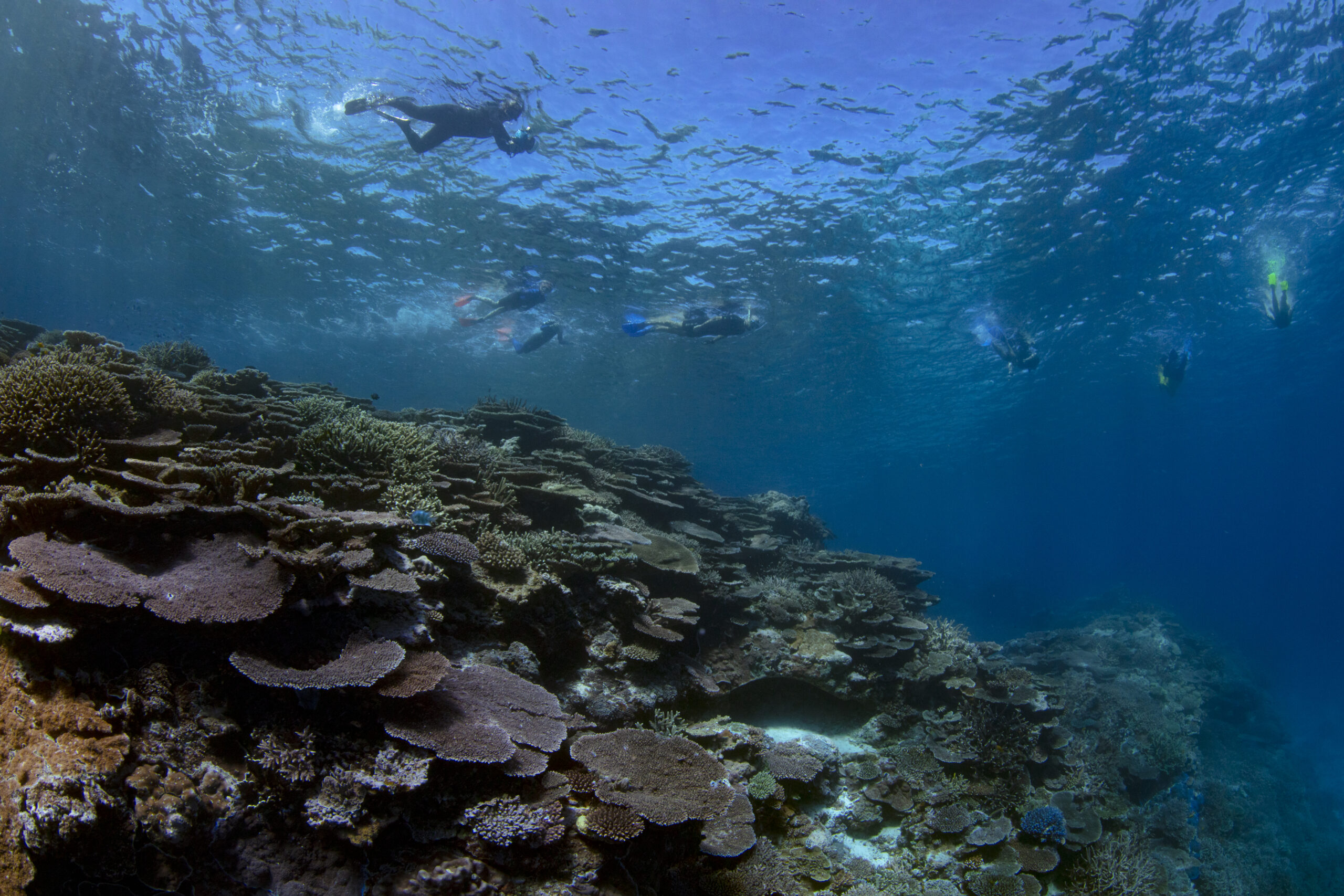 Lady Musgrave Island | Visit Fraser Coast