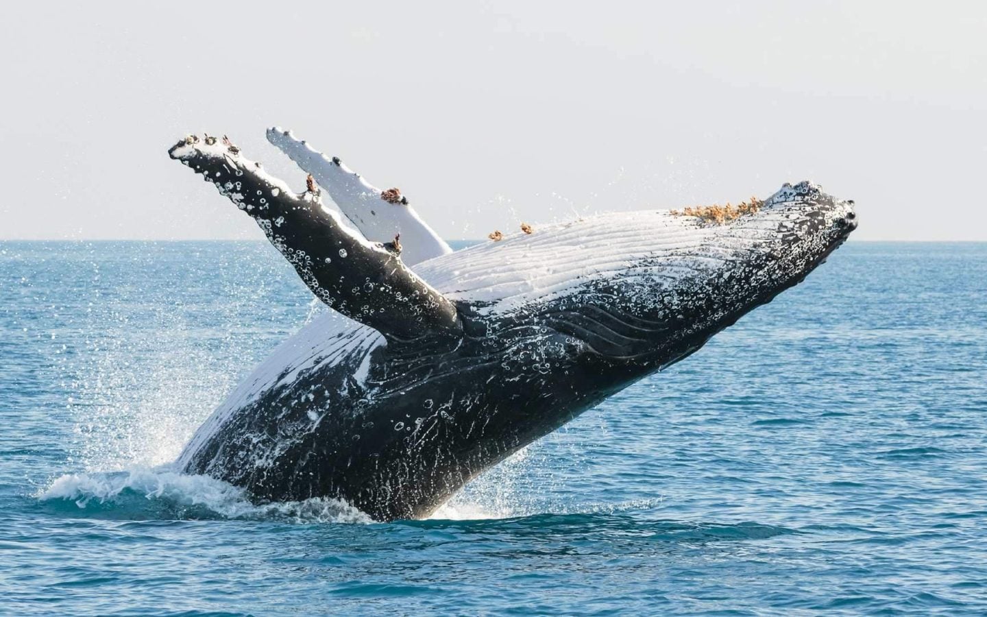 Whale Watching in Hervey Bay - Australia's Whale Watch Capital | Visit ...