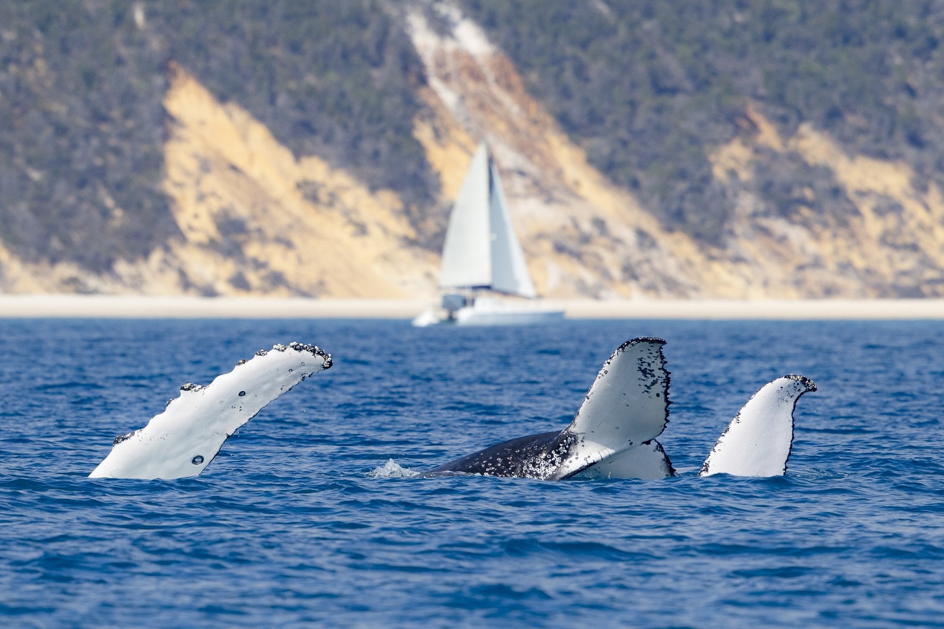 Whale Behaviours | Visit Fraser Coast