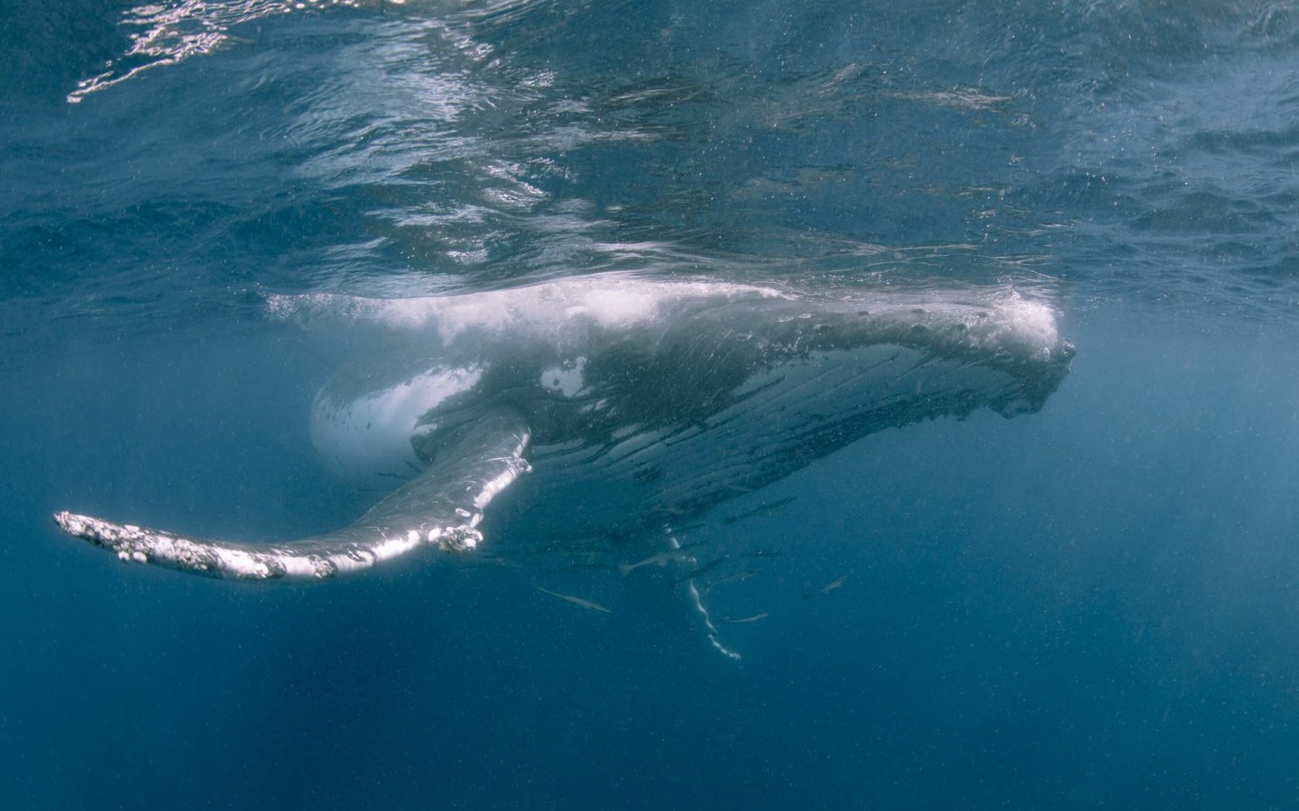Whale Behaviours | Visit Fraser Coast